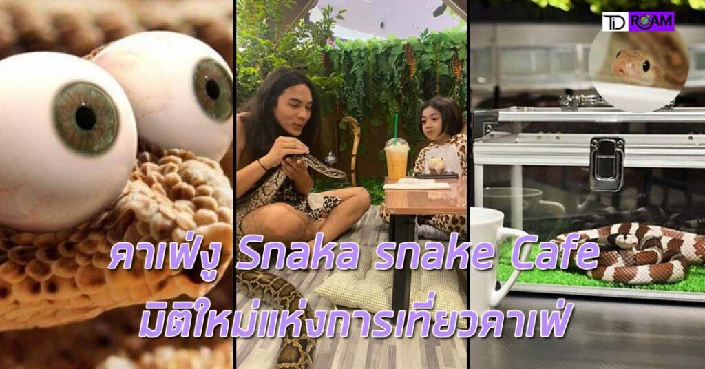 คาเฟ่งู Snaka snake Cafe มิติใหม่แห่งการเที่ยวคาเฟ่ - ติดRoam เว็บไซต์ ...